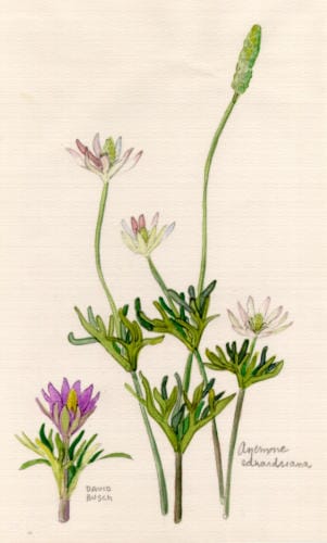 First Flower of Spring – Sulfur Creek Creations